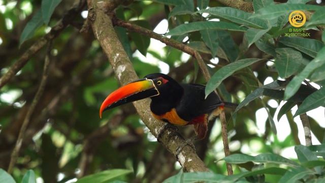 День птиц. Промо. Канал В Мире Животных