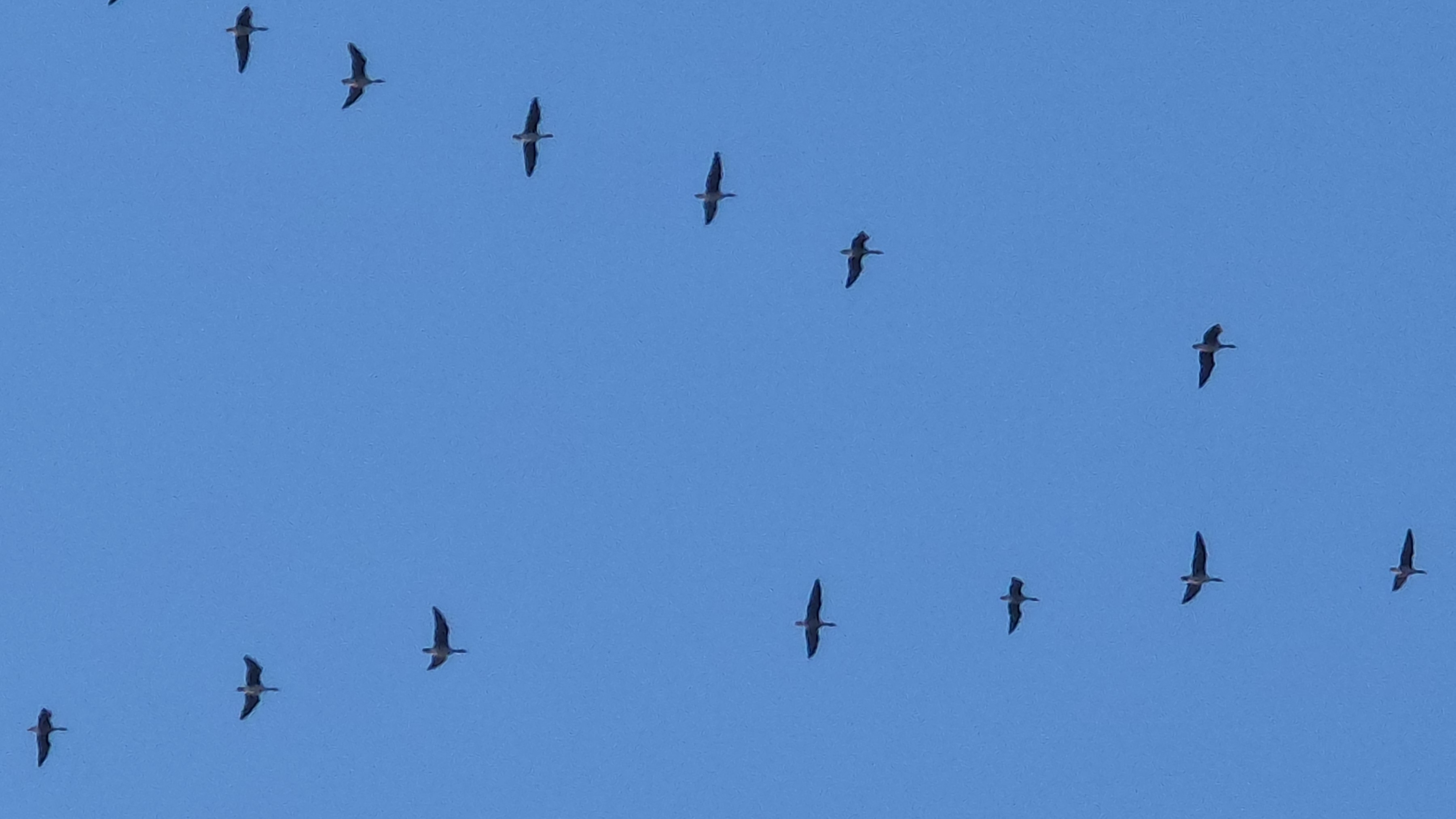 Первые гуси