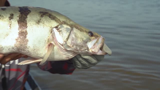"КИНОТЕАТР РЫБОЛОВА" Амурская рыбалка на джиг.