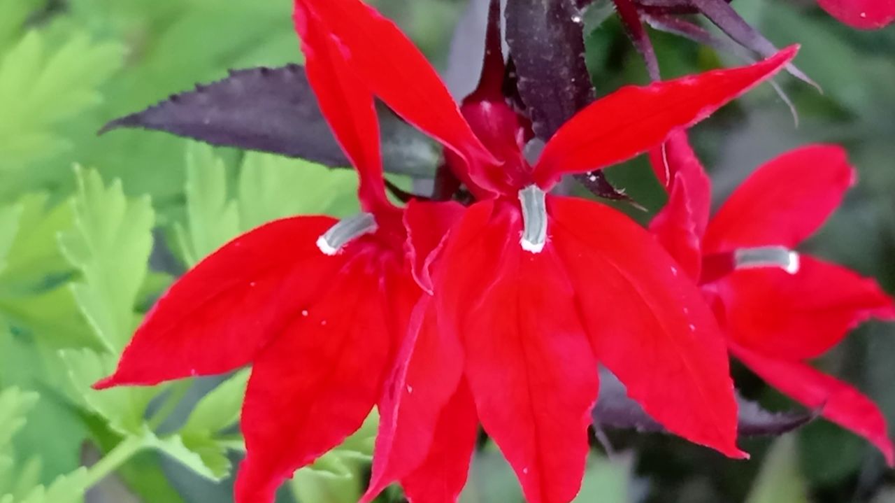 Лобелия прекрасная (Русская Принцесса)