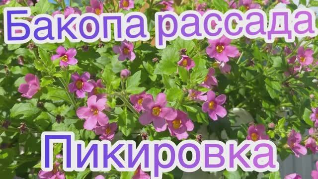 Бакопа рассада. Пикировка 25.03.26