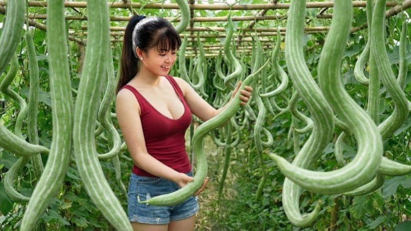 Собираю много Японской люффы, молочной дыни, горькой дыни, редиса, продаю на местном рынке.