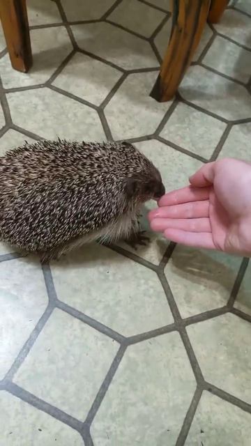 Приставучий ёжик Феня)