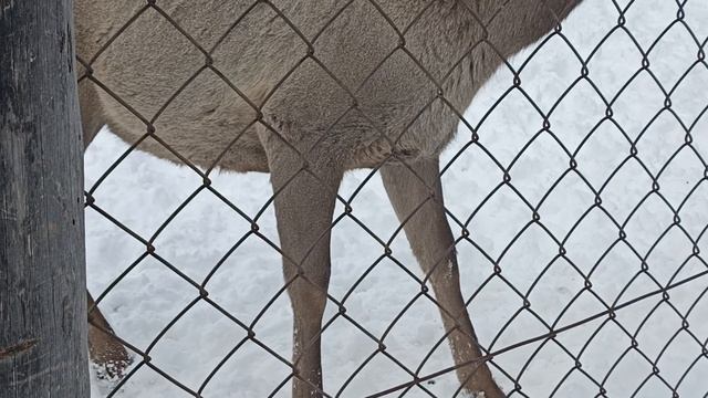 Зооферма. Природа и человек. Олени