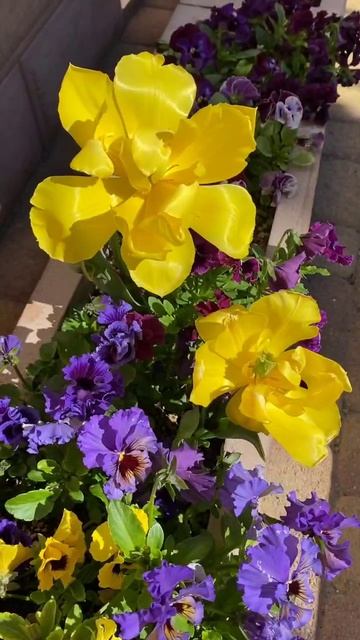 Весеннее настроение