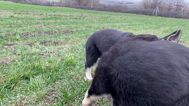 Щенки от Багиры 26.03.2026