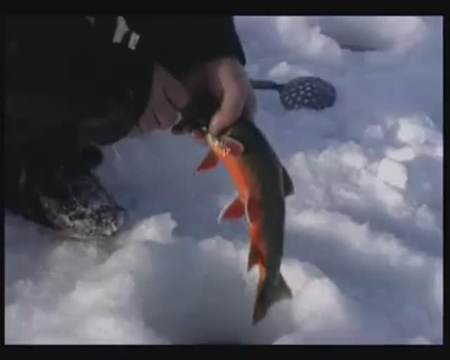 Какие снасти зимой на Камчатке используют для ловли озёрной Мальмы — Salvelinus malma malma ?