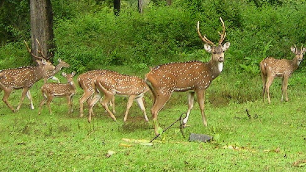 theHunter Classic-Австралийская пустыня(Аксис и Дикий козёл)