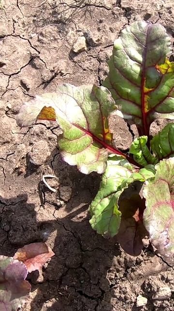 Мангольд или листовая свекла. Сеем рано весной, получаем раннюю зелень.