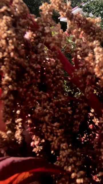 Амарант. Декоративный и пищевой. Как их различить.