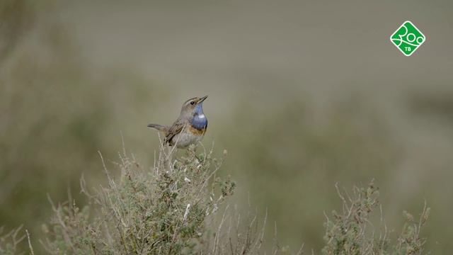 Природные парки. Промо. Канал ЗОО ТВ