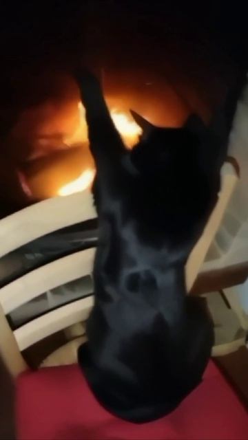 Смешные коты #116-4