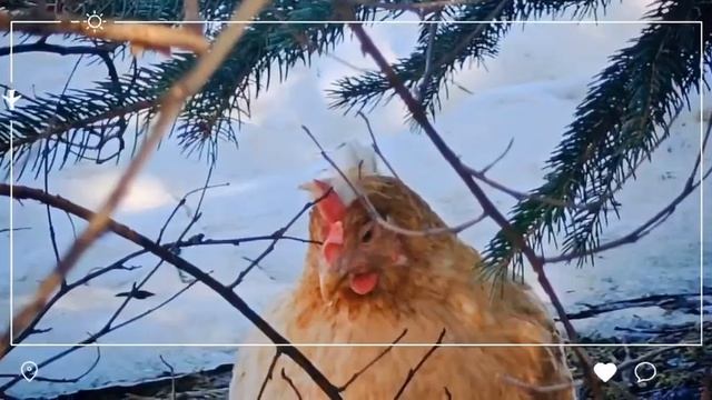 Весна в Поливаново и Наши животные