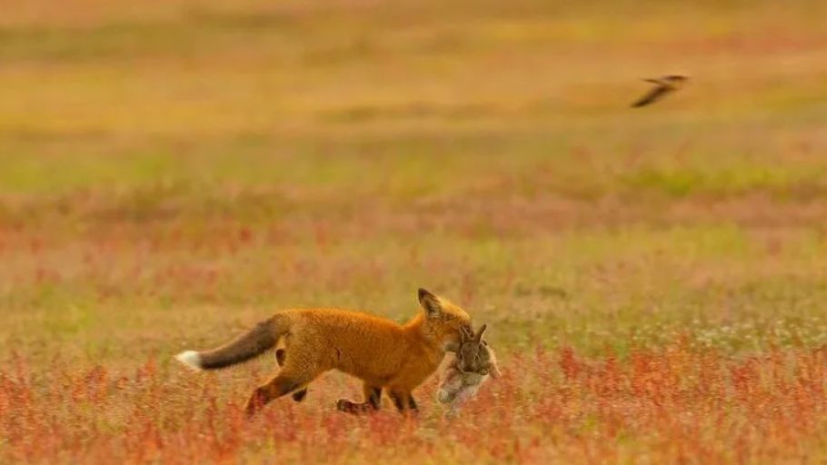 theHunter Classic-Австралийская пустыня-лису добыли  кролика нет