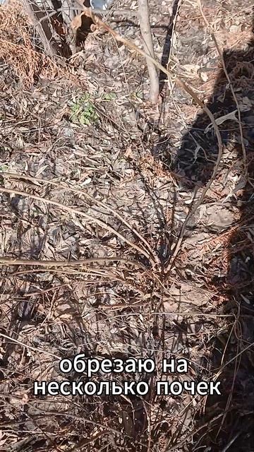 Обрезка весной древовидной гортензии