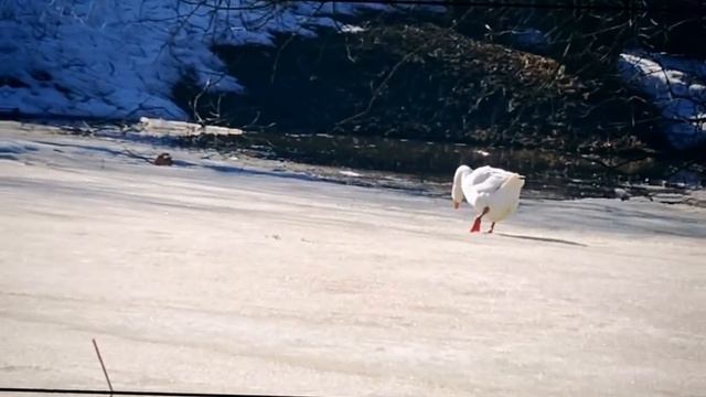 Весна в Поливаново и Наши животные