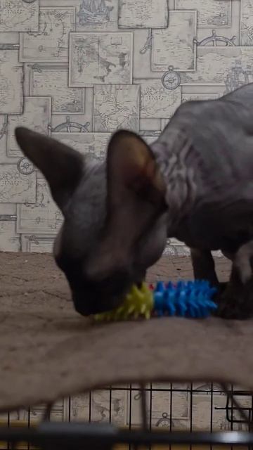 живу как бомж с этими упырями )