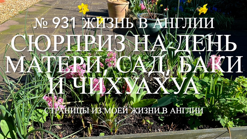 Сюрприз на День матери. Наш сад, новые баки и чихуахуа. № 931 Жизнь в Англии