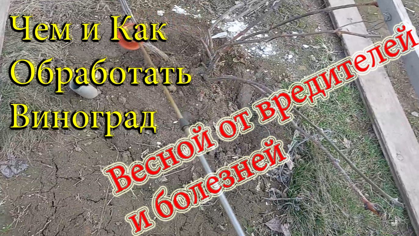 Чем и Как Обработать Виноград Весной от вредителей и болезней