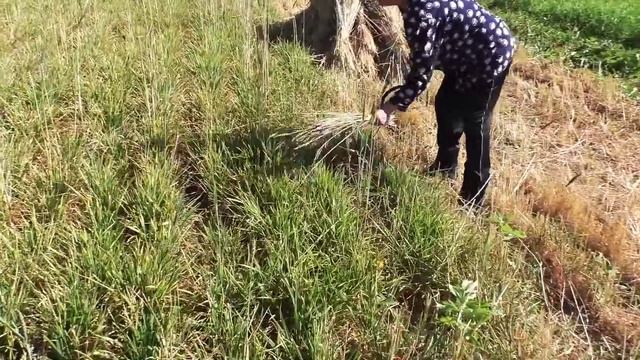 Уборка  и обработка пшеницы в ручную