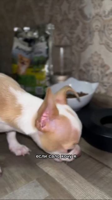 #Amigold видео от наших дорогих покупателей