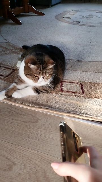 Играем с котом