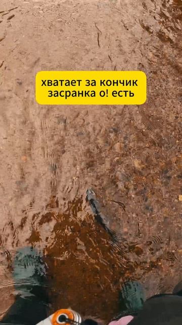 Та самая Дрессированная Рыба! #shorts #viral #trout #рыбалка