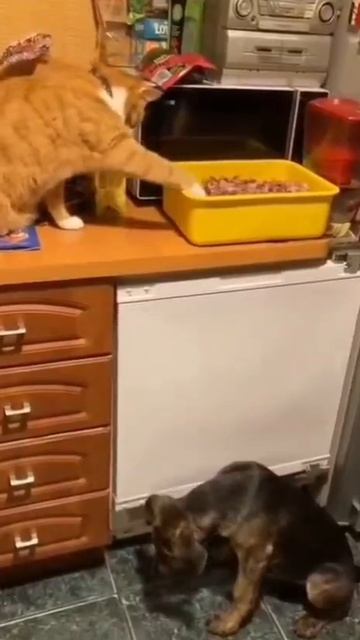 Кот кормилец 🐱