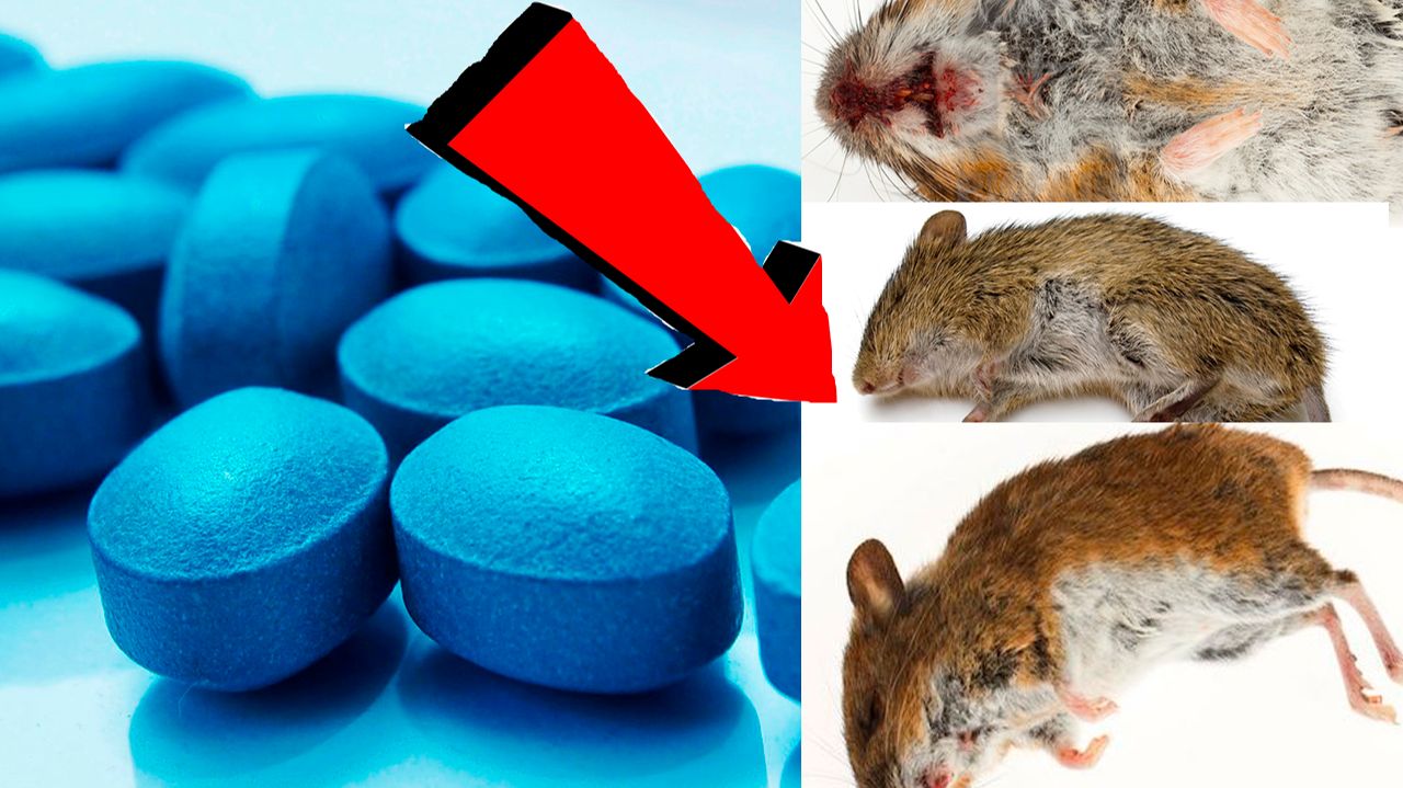 Как избавиться от мышей и крыс навсегда За 1 минуту!!!!!САМЫЕ ЛУЧШИЕ СПОСОБЫ В МИРЕ!!!!!!!