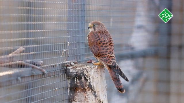 Дикие. 2 сезон. Канал ЗОО ТВ