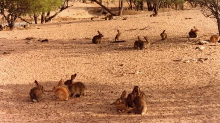 theHunter Classic-Австралийская пустыня -Европейский кролик