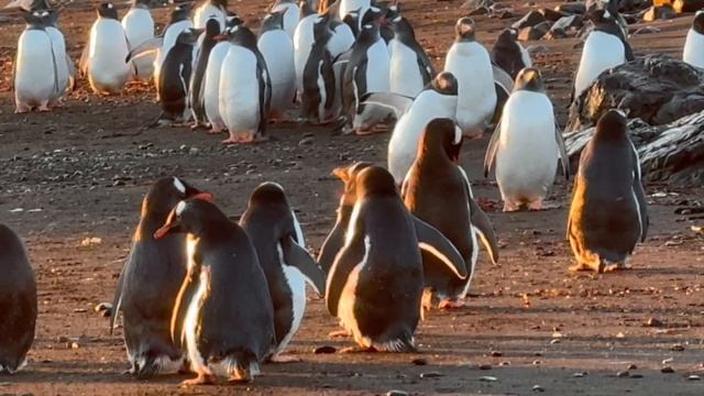 Кинопутешествия на край света: подростки в Антарктике с Мариной Клочковой и Федором Конюховым
