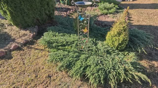 Как перезимовали розы? Есть потери. Кашпо для Тайдалов.