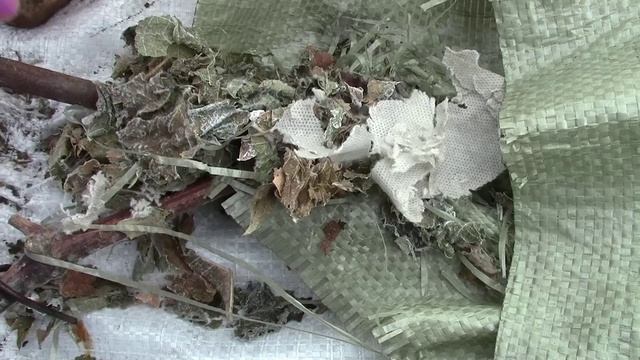 Муромцево 26 марта 2026г  Убрали мешковину с виноградной лозы