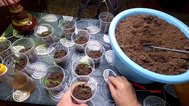 Текущие работы с помидорами после всходов