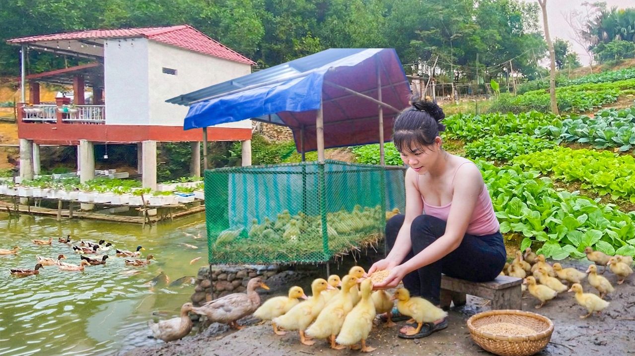 Постройте утятник из железной и пластиковой сетки — купите много утят, чтобы вырастить их на ферме.