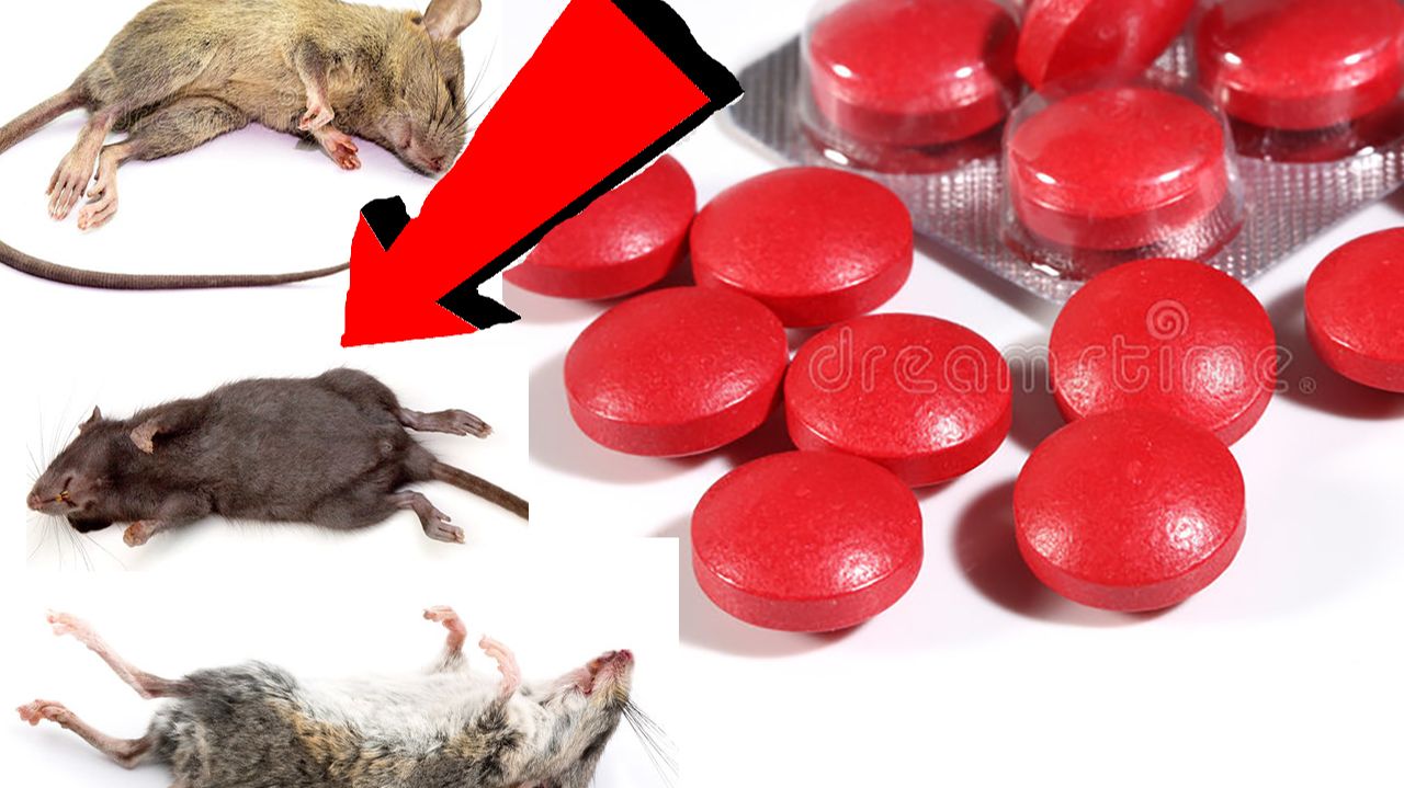 Как избавиться от мышей и крыс навсегда За 1 минуту!!!!!!!САМЫЕ ЛУЧШИЕ СПОСОБЫ В МИРЕ!!!!!!!