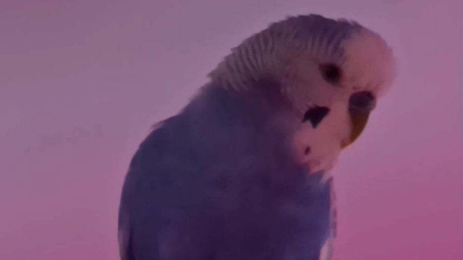 Понимашь? птичка 🐦 #shortsvideo #говорящийпопугай #животные