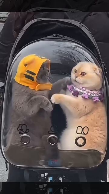 Когда одна переноска на двоих ...👇