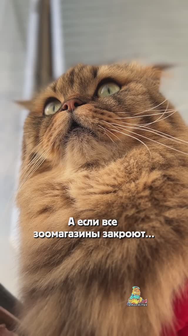 А вы знаете, где обитает паштет?🤔😹 #котики #юмор #животные