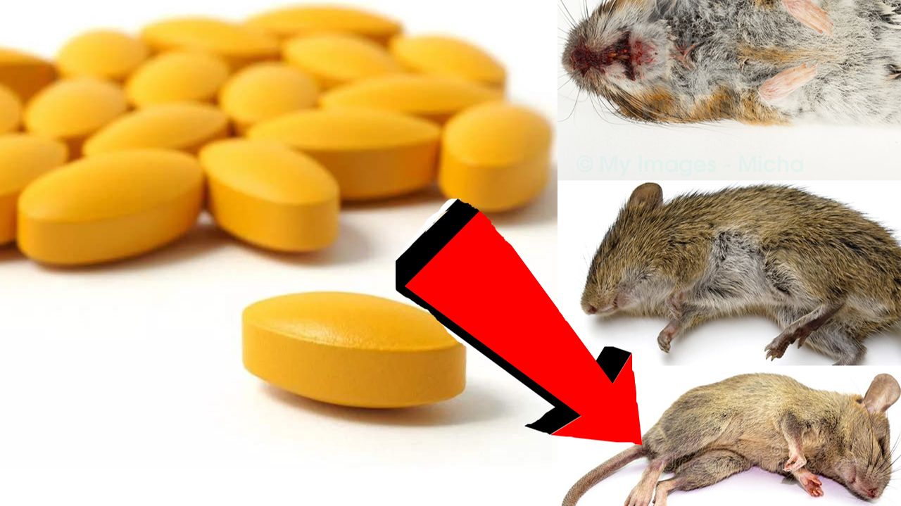 Как избавиться от мышей и крыс навсегда За 1 минуту.!!!!!.САМЫЕ ЛУЧШИЕ СПОСОБЫ В МИРЕ.!!!...