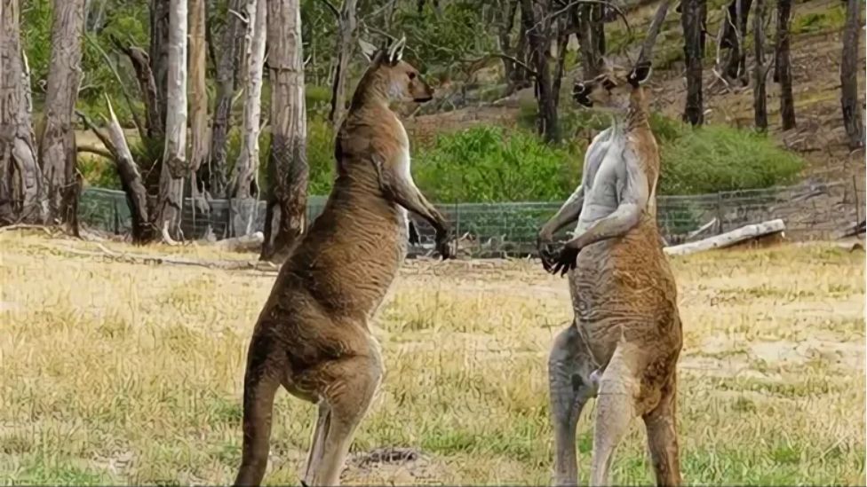 theHunter Classic-Австралийская пустыня(Дикая свинья и Кенгуру)