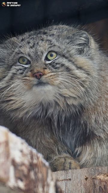 Манул Шу умывает лапки. Ленинградский зоопарк