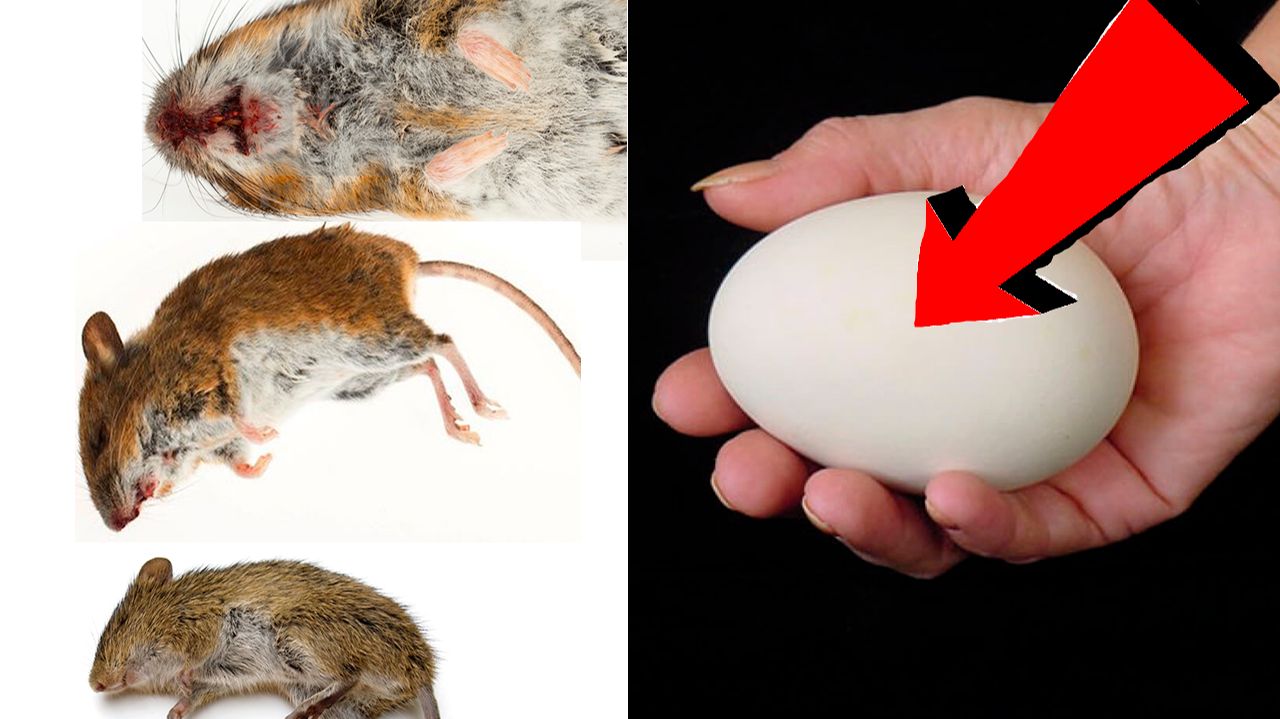 Как избавиться от мышей и крыс навсегда За 1 минуту!!!!!САМЫЕ ЛУЧШИЕ СПОСОБЫ В МИРЕ.!!!