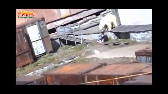 ТОП 7 Самых необычных нападений животных на людей