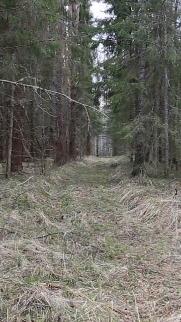 Лесная красота #shorts #красотаприроды #другаяжизнь #nature #metaldetecting