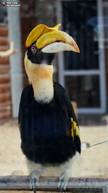 Калао Шанти наслаждается весенним теплом. Ленинградский зоопарк