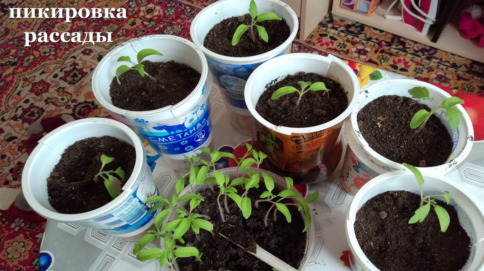 Как мы пикируем рассаду