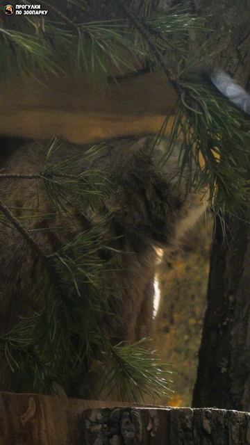 Манул Пепе умывается в сумерках. Ленинградский зоопарк