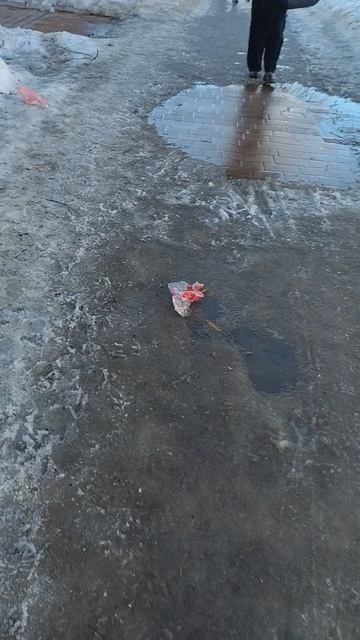 №1889 ул. Сибирская. 24 марта 2026 г., 17:07:05 VID_20260324_170535763